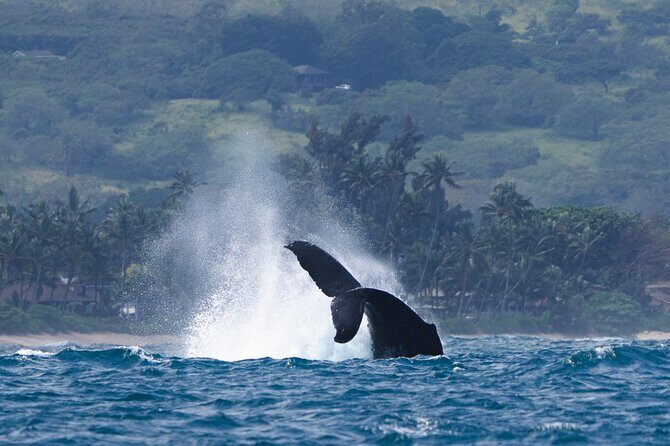 Private Whale Watching Safari from North Shore Oahu - Practical Details