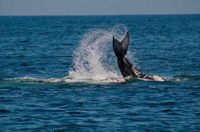 Private Whale Watching Sailing Tour - The Sum Up