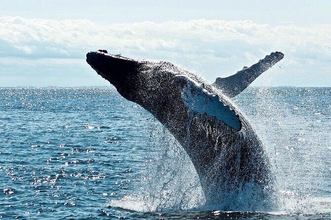 Private Whale Watching Tour by Luxury Speedboat from Mirissa - FAQs