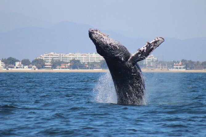 Private Whale Watching Tour in Puerto Vallarta - What Makes This Tour Stand Out