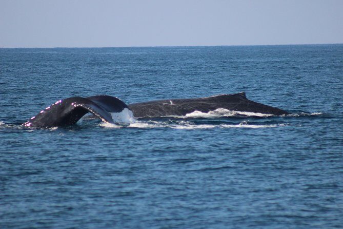 Private Whale Watching Tour in Puerto Vallarta - Practical Tips and What to Expect