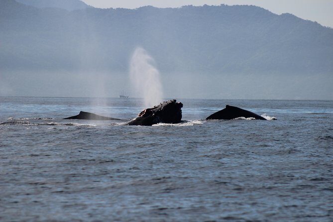 Private Whale Watching Tour in Puerto Vallarta - FAQ