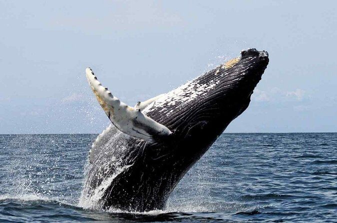 Private Whale Watching Tour in Samaná Bay from Samaná with Lunch - Weather and Cancellation Policy
