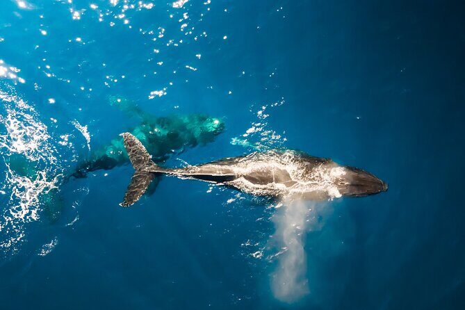Private Whale Watching Tour of Oahu - Introduction