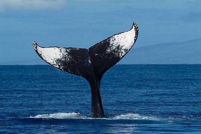 Private Whale Watching Tour of Oahu - Key Points