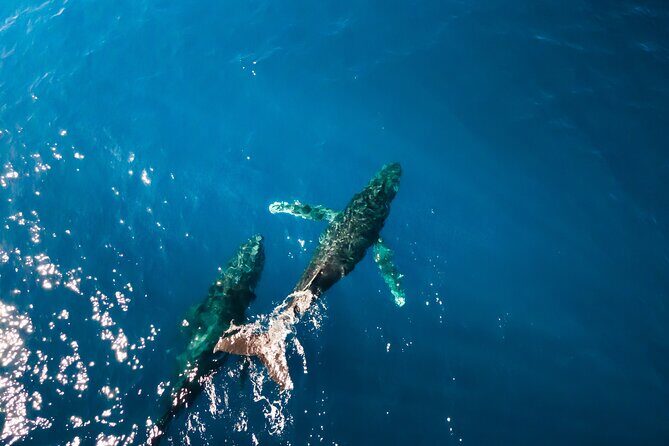 Private Whale Watching Tour of Oahu - The Educational Aspect