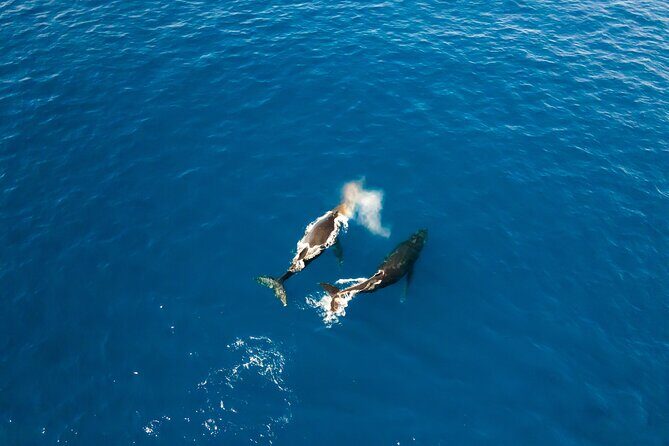 Private Whale Watching Tour of Oahu - Pricing and Value