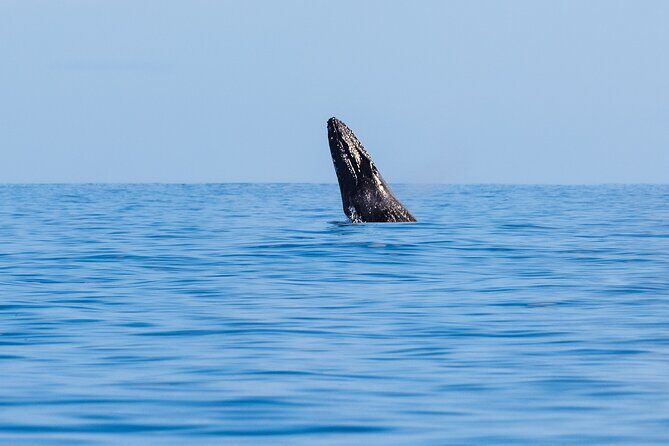 Private Whale Watching Tour of Oahu - The Sum Up
