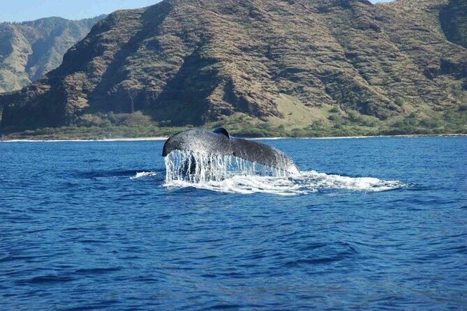 Private Whale Watching Tour of Oahu - Frequently Asked Questions