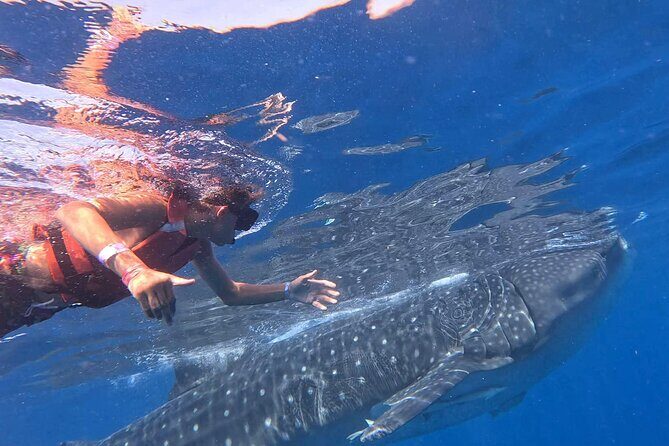 Private Whale Watching Tours in Isla Mujeres - An In-Depth Look at the Whale Shark Snorkeling Tour