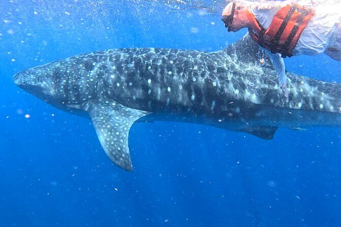 Private Whale Watching Tours in Isla Mujeres - The Sum Up