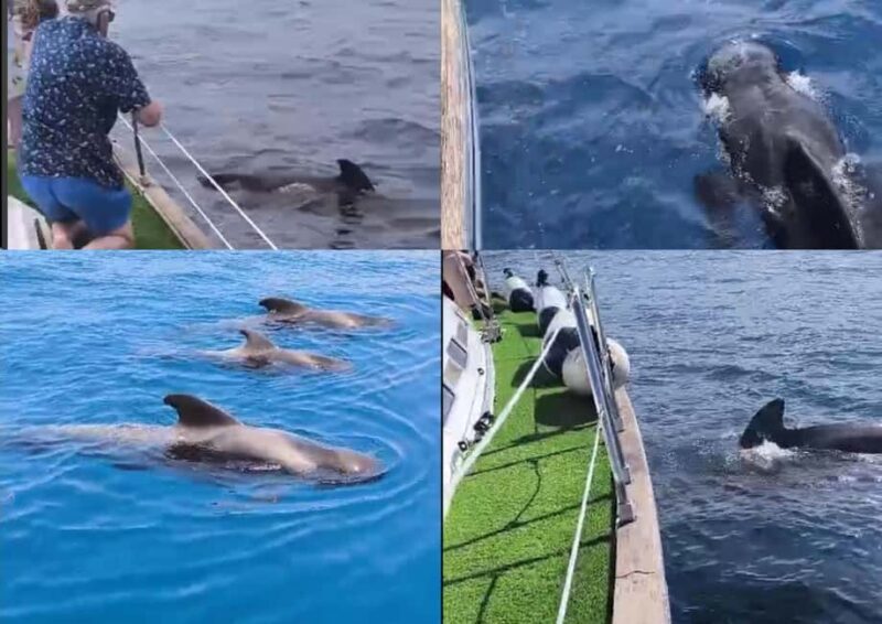 Private Whales & Dolphins Excursion: for you exclusively! - Final Thoughts: Who Is This Tour For?