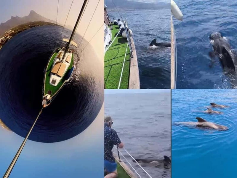 Private Whales & Dolphins Excursion: for you exclusively! - Breaking It Down: Is This Tour Right for You?