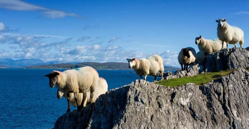 Private Wild Atlantic Day Tour from Cork - What Do Travelers Say?