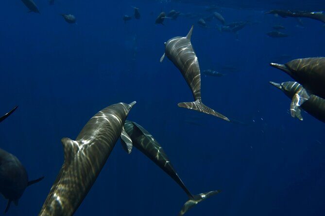 Private Wild Dolphin Encounter Day Trip - Key Points