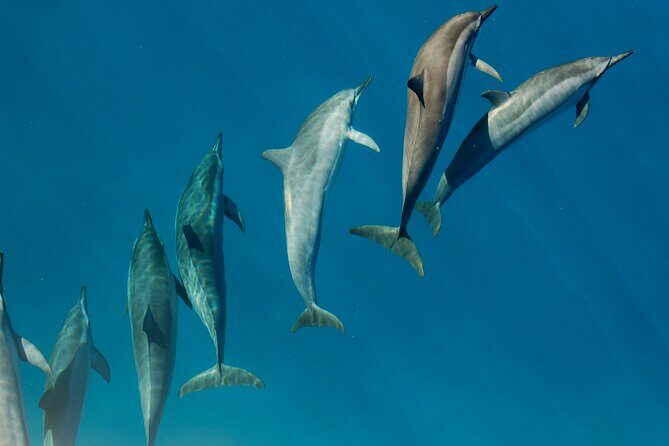 Private Wild Dolphin Encounter Day Trip - Why This Tour Is Good Value