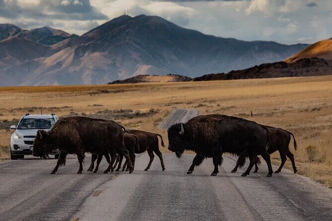 Private Wildlife and Scenic tour on Antelope Island - The Itinerary: Nature and History in One Package