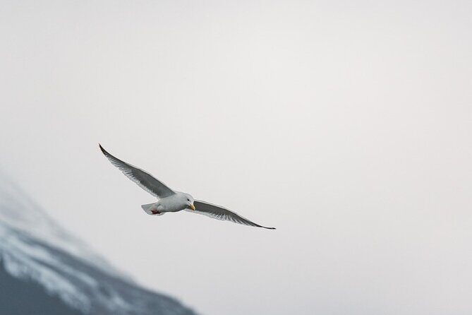 Private Wildlife, Glacier & Gold Panning (Panoramic Van  Max 9) - Final Thoughts