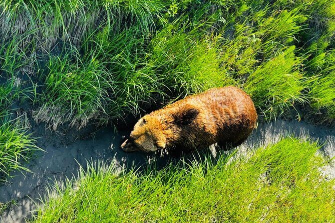 Private Wildlife, Glacier & Gold Panning (Panoramic Van  Max 9) - FAQ