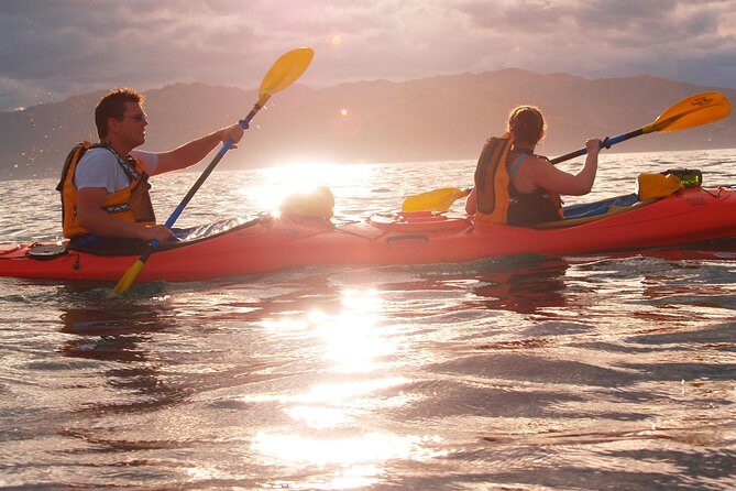 Private Wildlife Kayaking Tour - Kaikoura - A Deep Dive into the Wildlife Kayaking Experience