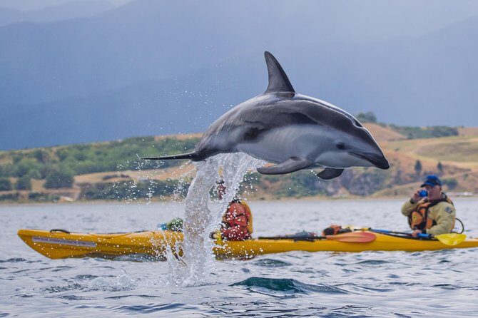 Private Wildlife Kayaking Tour - Kaikoura - Practical Tips for Making the Most of Your Kayaking Adventure