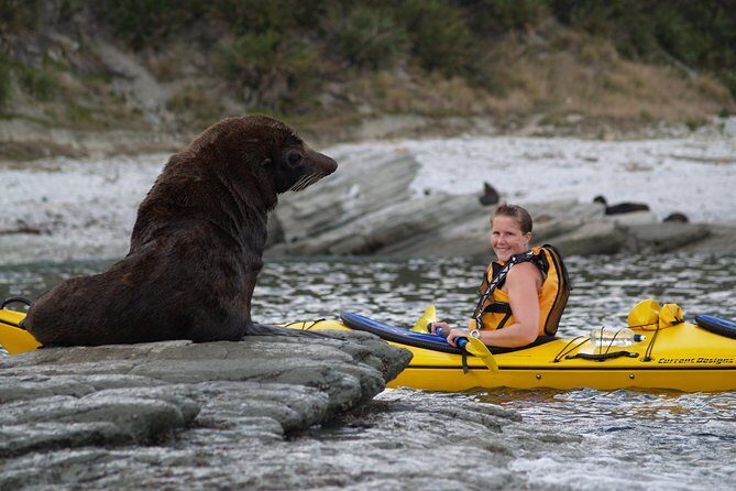 Private Wildlife Kayaking Tour - Kaikoura - Who Will Love This Tour?