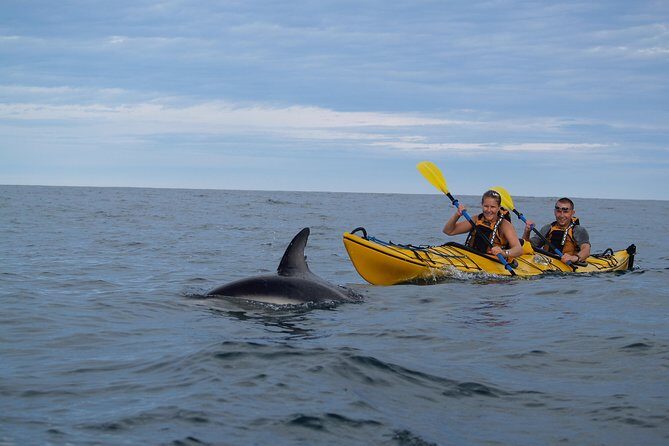 Private Wildlife Kayaking Tour - Kaikoura - Final Thoughts