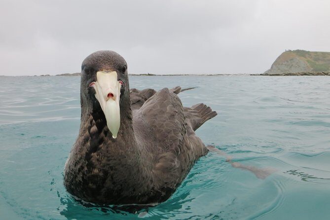 Private Wildlife Kayaking Tour - Kaikoura - FAQs