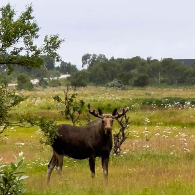 Private Wildlife Moose Photo Safari in Vesteralen - Key Points