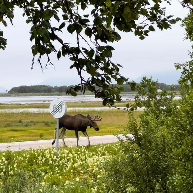 Private Wildlife Moose Photo Safari in Vesteralen - FAQ