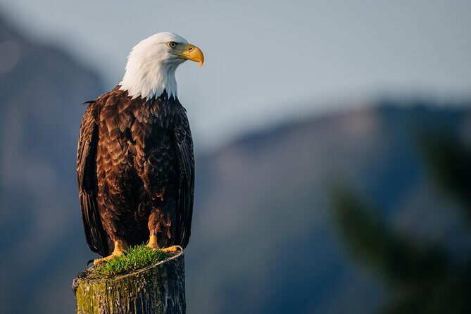 Private Wildlife Photography Workshop: Sitka Boat Tour (Full Day) - Food and Comfort