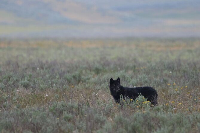 Private Wildlife Safari from West Yellowstone with Lunch - Authentic Insights from Other Travelers
