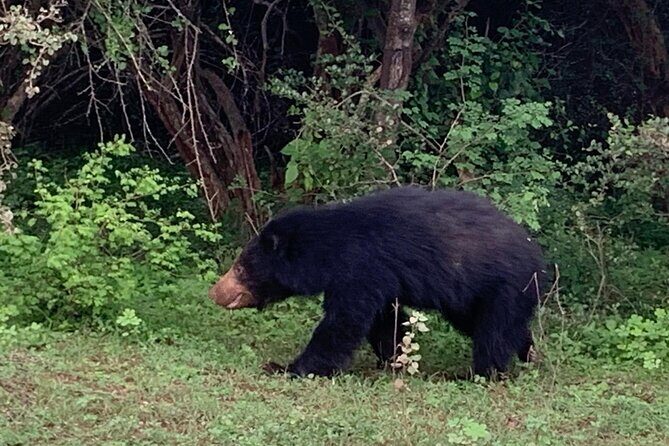 Private Wildlife Safari in Yala National Park Sri Lanka - FAQ: Your Questions Answered