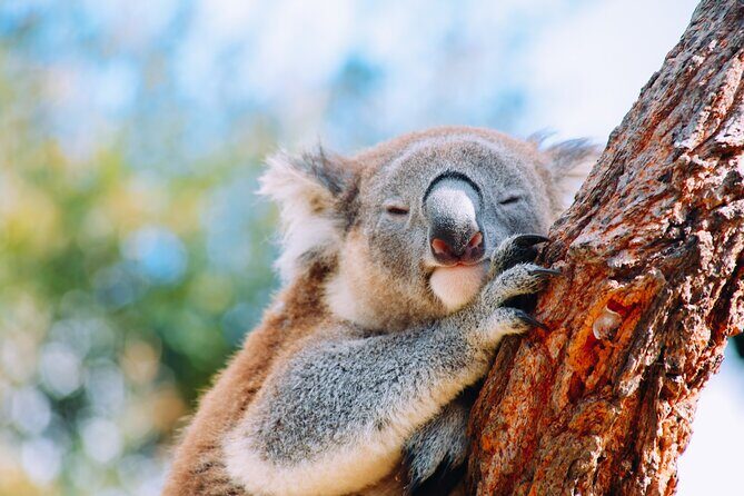 Private Wildlife Tour Wombats Kangaroos and Waterfalls - Final Thoughts