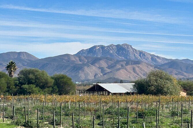 Private Wine and Food Tour in Valle de Guadalupe - FAQs