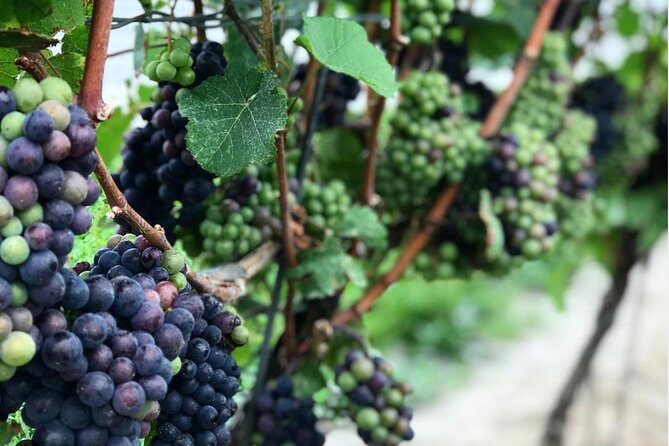 Private Wine & Charcuterie Tour (Customizable) - An Itinerary Designed to Delight