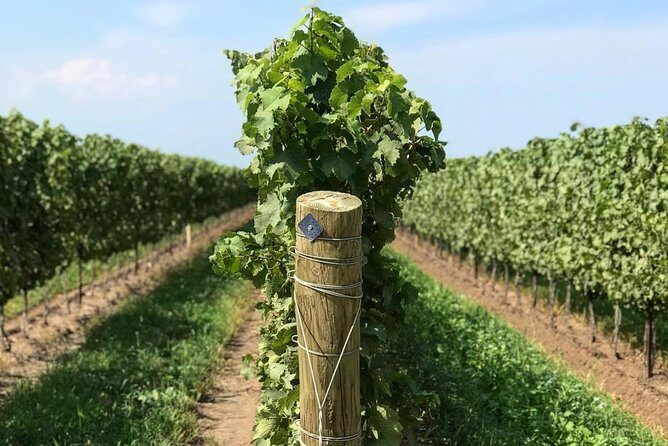 Private Wine & Charcuterie Tour (Customizable) - The Sum Up