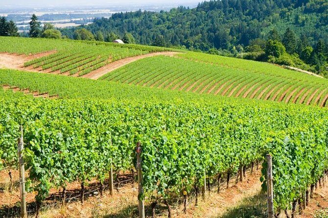 Private Wine Excursion Willamette Valley, Oregon - Wine Tour - Introduction