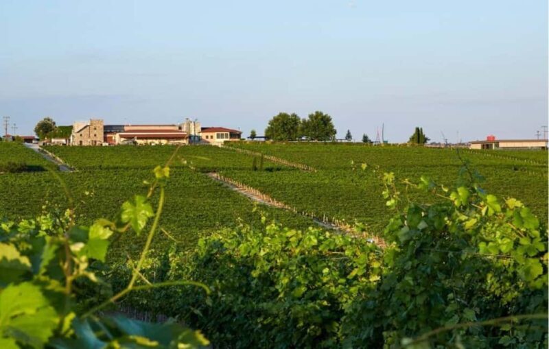 Private Wine & Museum Tour at Gerovassiliou Winery - Practical details: what to know before booking
