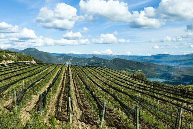 Private Wine Tasting And Visit Tour in Ribera Duero - A Hands-On Look at the Private Ribera del Duero Wine Tour