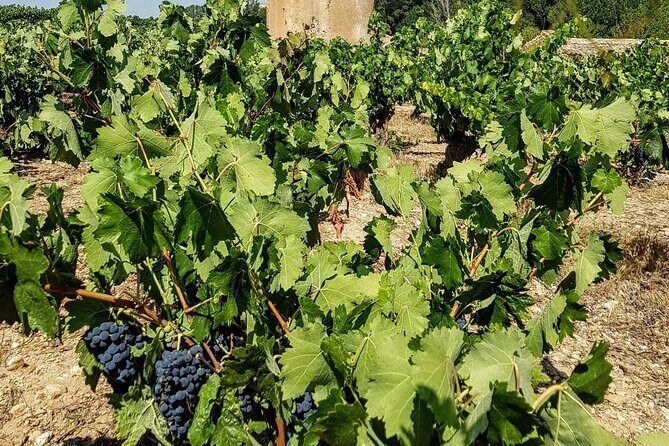 Private Wine Tasting And Visit Tour in Ribera Duero - A Special Touch: Lunch with a Winemaker