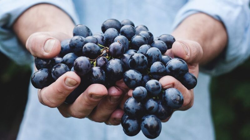 Private Wine Tasting Experience in Athens - Why This Wine Tasting Stands Out