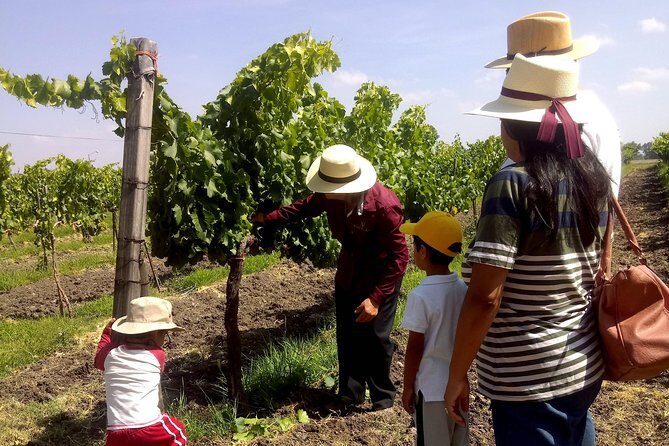 Private wine tasting & wine pairing tours - Starting Off: Comfort and Customization