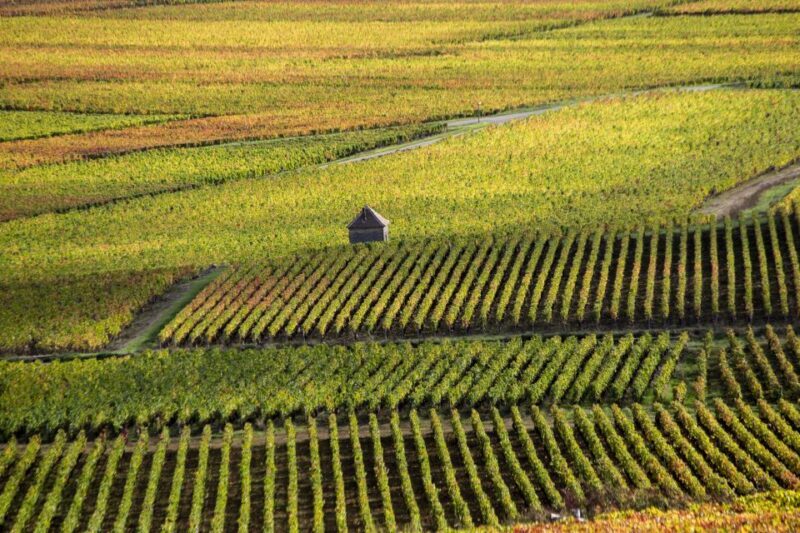 Private Wine Tour in Côte de Nuits and Côte de Beaune - Introduction