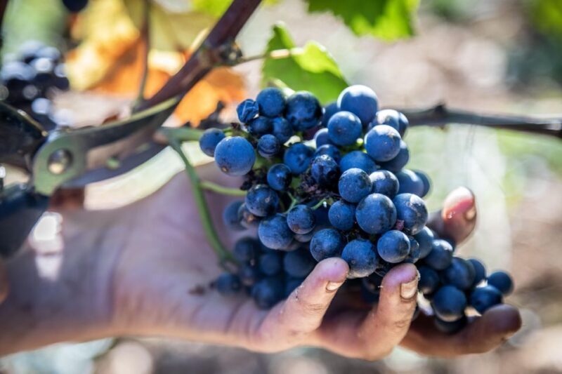 Private Wine Tour in Côte de Nuits and Côte de Beaune - FAQ
