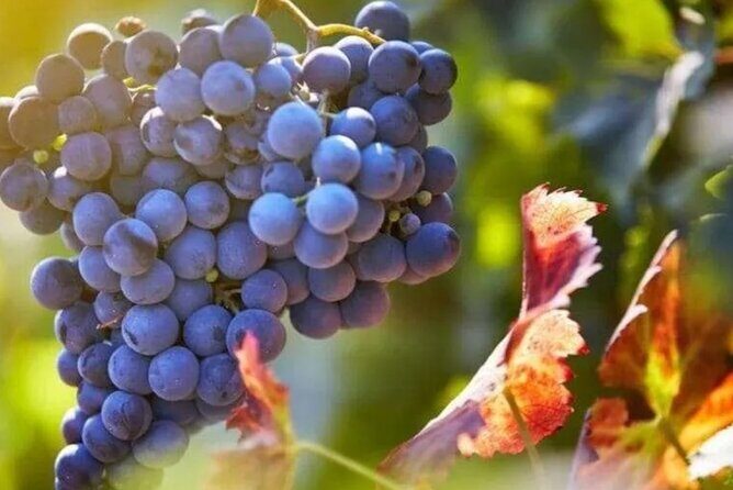 Private Wine Tour in Hunter Valley Pokolbin - Frequently Asked Questions
