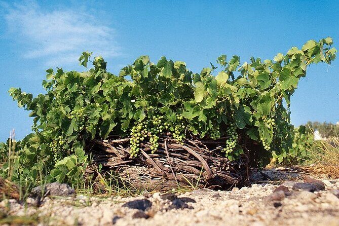 Private Wine Tour in Santorini - A Detailed Look at the Private Wine Tour in Santorini