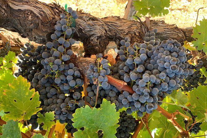 Private Wine Tour Napa or Sonoma 6 hours up to 6 people - Who Is This Tour Best For?