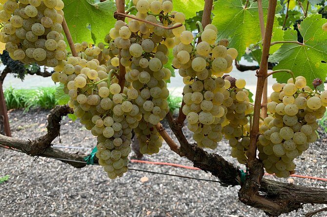 Private Wine Tour Napa or Sonoma 6 hours up to 6 people - Frequently Asked Questions