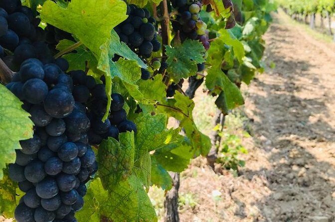 PRIVATE Wine Tour to Konavle country side - Exploring the Experience in Detail